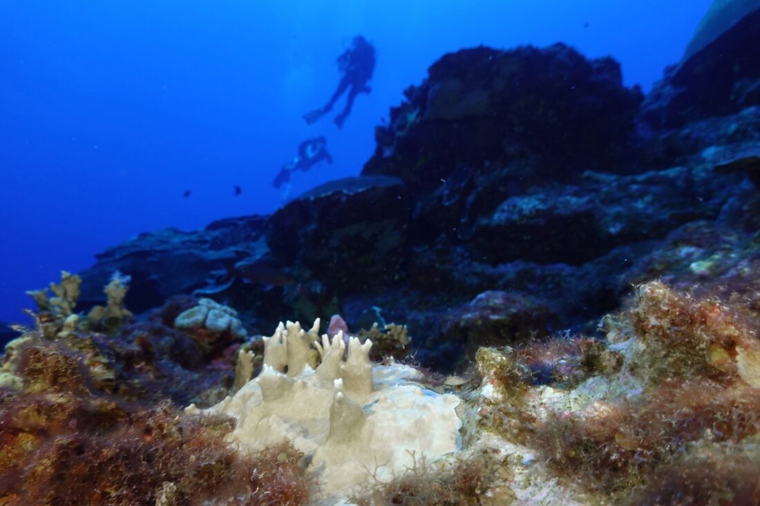 Scientists say coral reefs around the world are experiencing mass ...